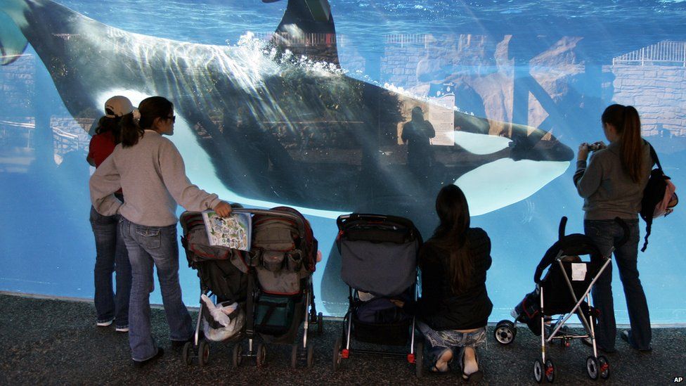 The story of SeaWorld's Shamu killer whales - BBC News