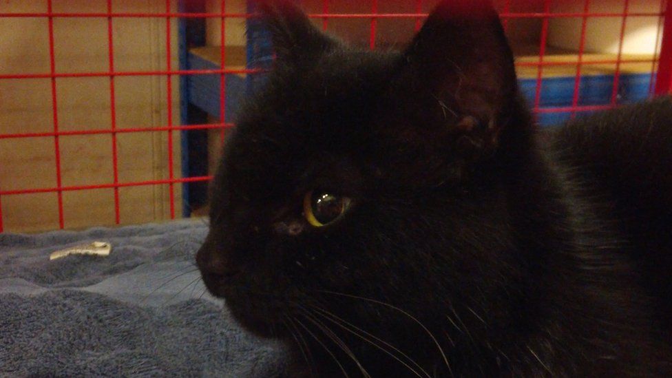 Lost cat found on oil rig FIVE YEARS after going missing in ...