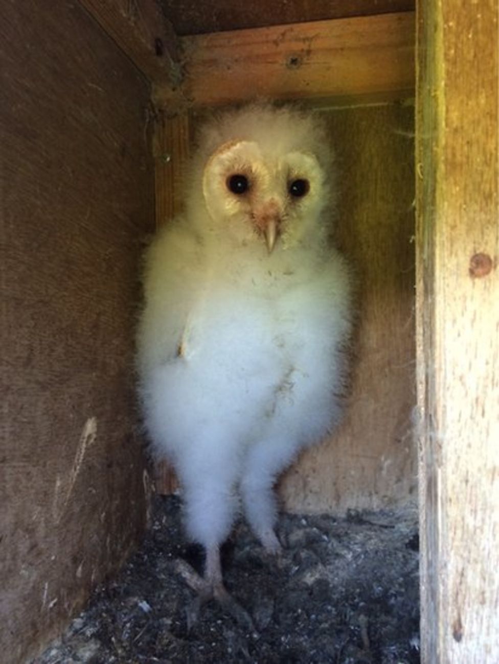 Barn owl killed by car after record-setting flight - BBC News