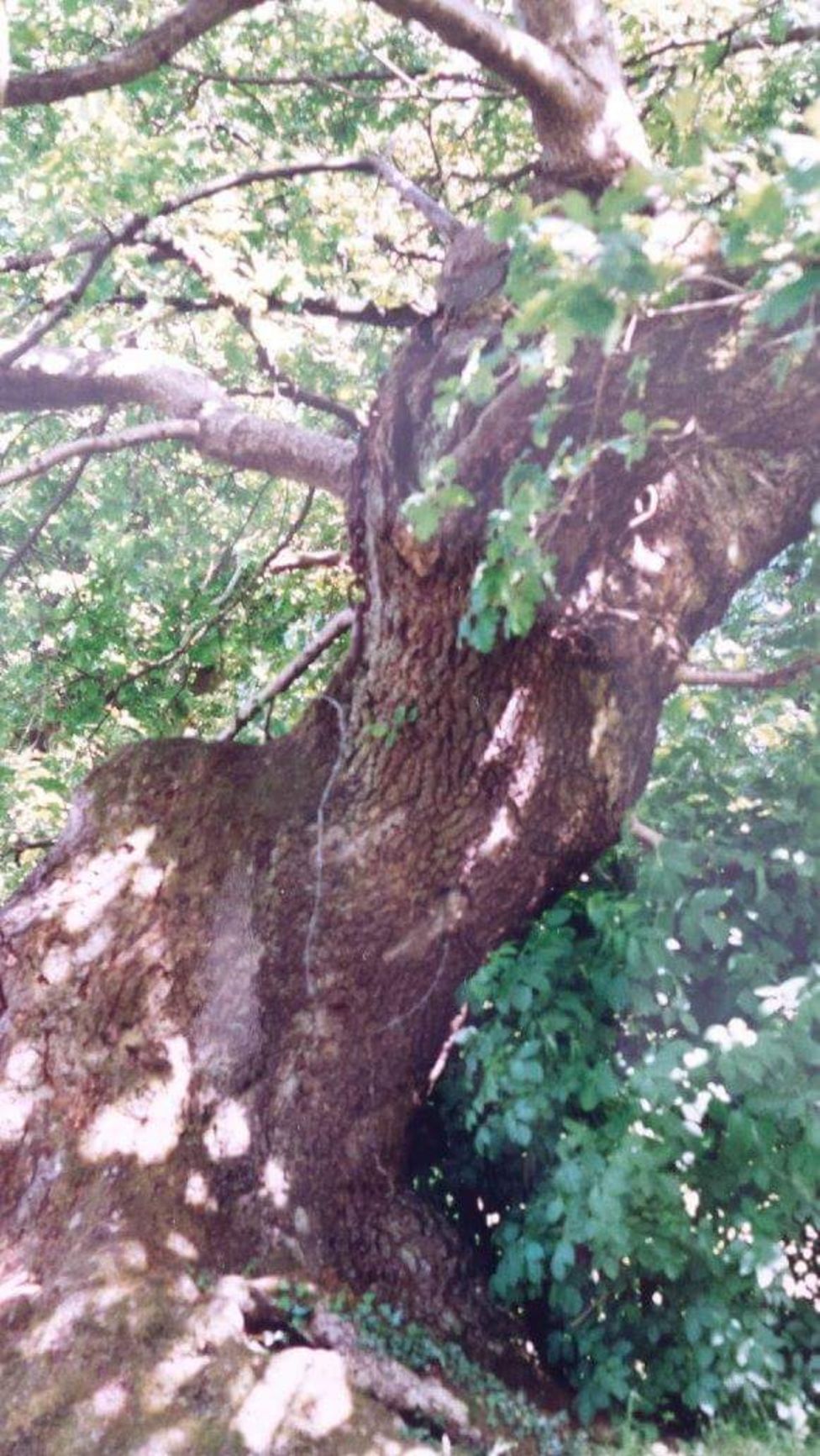 Deep roots of William Wallace tree legend - BBC News