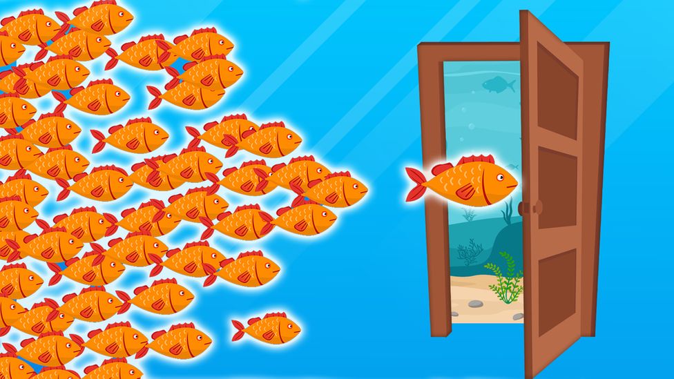 Have you heard of the fish doorbell? - BBC Newsround