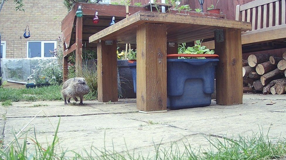 Hedgehog moves into St Ives rabbit's hutch and gives birth - BBC News