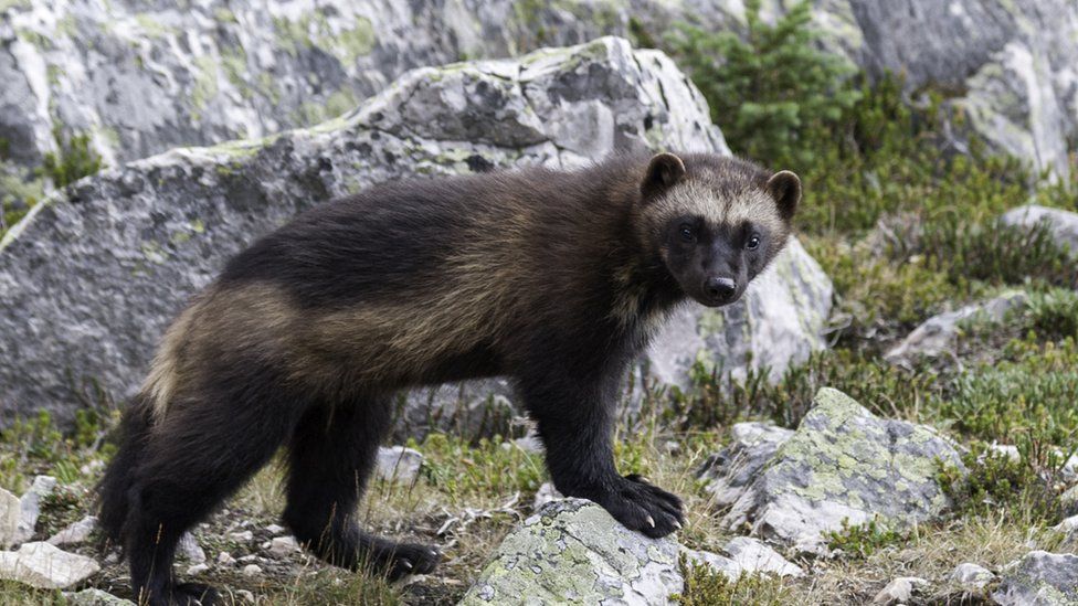 Wildlife preserve in British Columbia gets $11m boost - BBC News