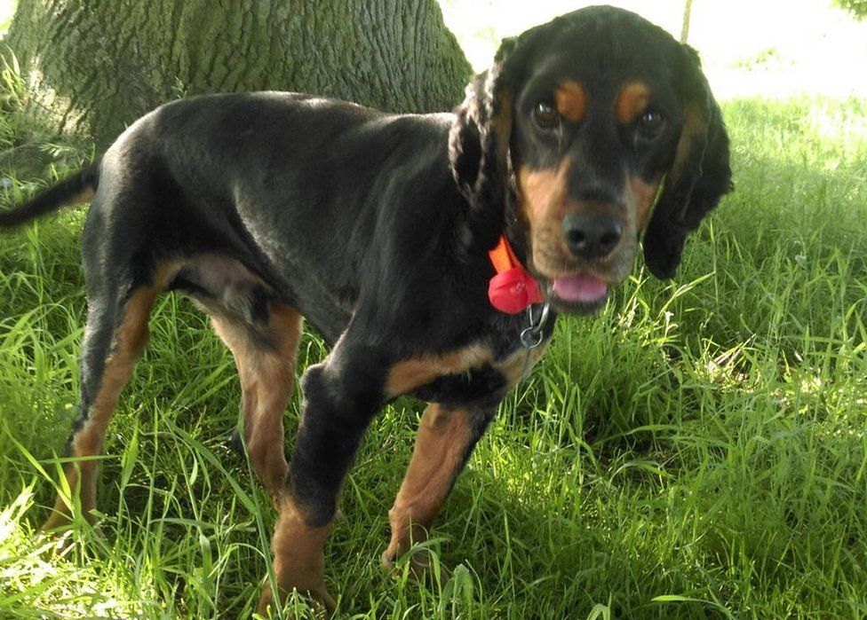 Sniffer dog helps Norwich newt conservation for bypass - BBC News