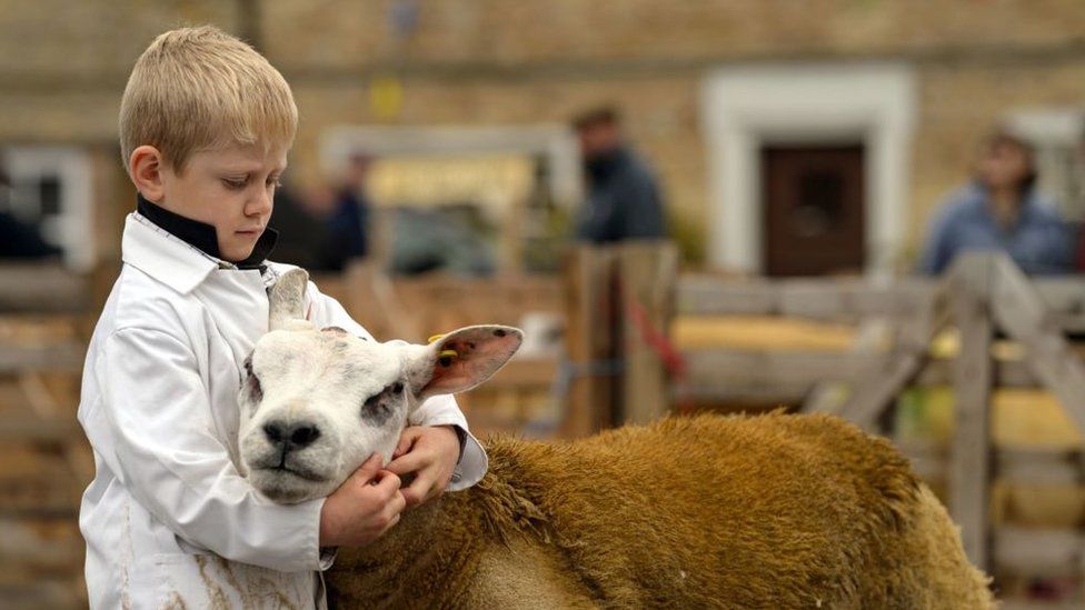 World's most expensive sheep sold more than £350,000 - BBC Newsround