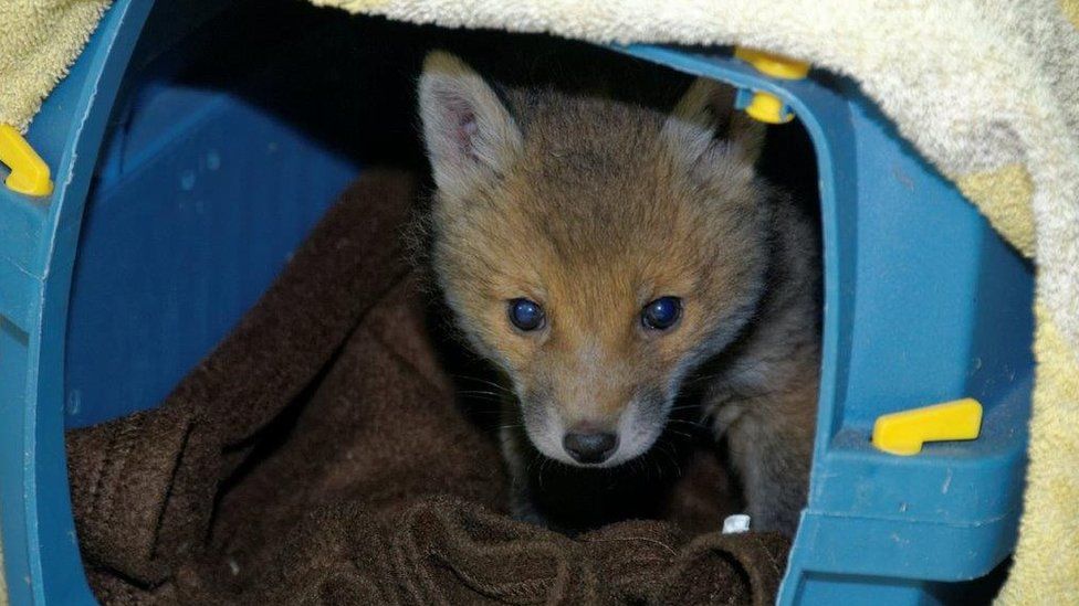 Curious cat finds fox cub 'lodging' under Welney sofa - BBC News