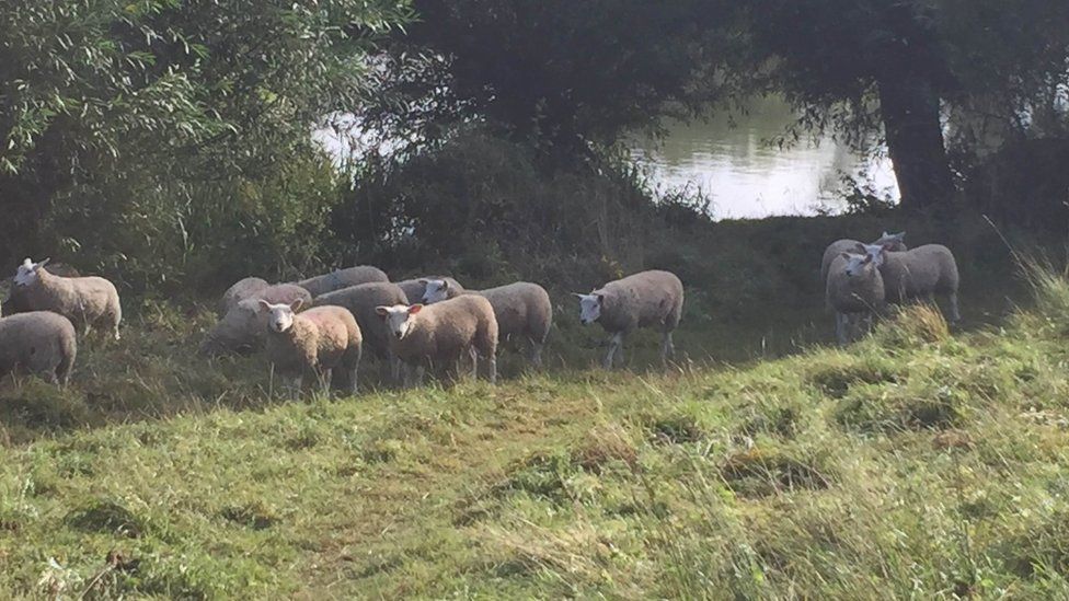 Little Wittenham sheep drown after being chased by dog into river - BBC ...