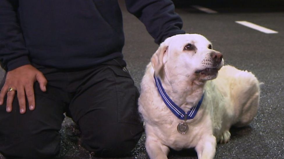 Oxygen masks for dogs: Should all UK fire engines carry them? - BBC ...