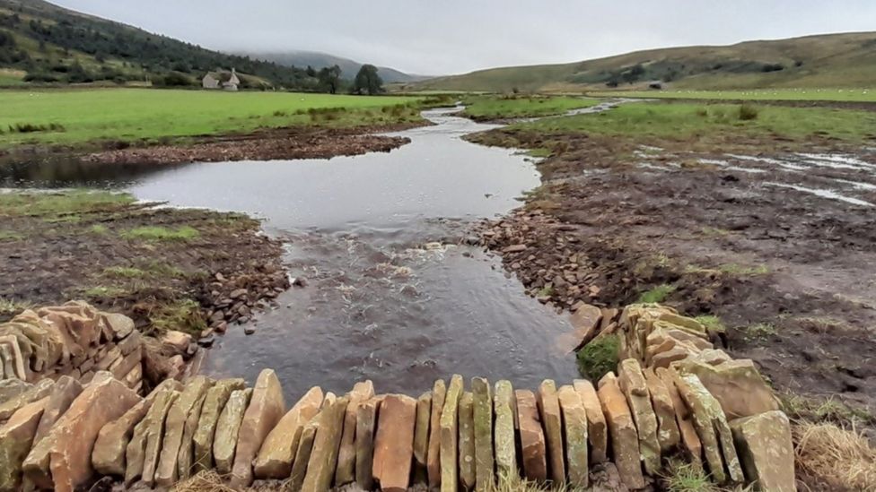 Salmon breeding after straightened Cumbria stream rewiggled - BBC News