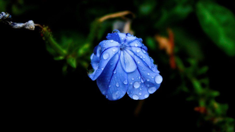 Your pictures: Sorrow - BBC News