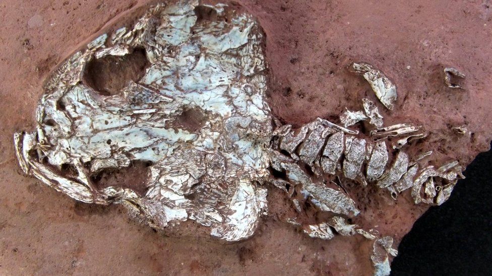 'Fanged eel' among Brazil fossil finds - BBC News