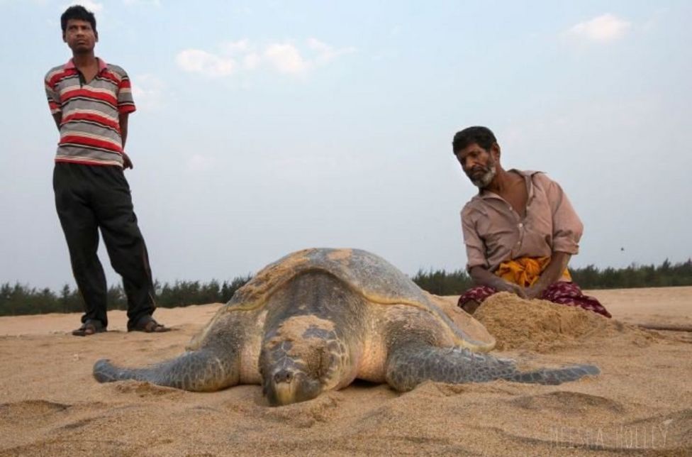 In pictures: India's sea turtles return home to breed - BBC News