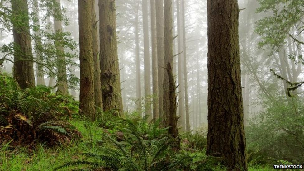 Can you prescribe nature? - BBC News Can you prescribe nature? - BBC News