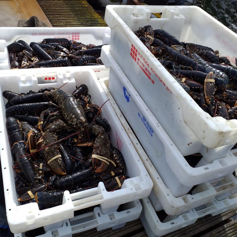 Fishermen begin legal campaign over dead shellfish - BBC News