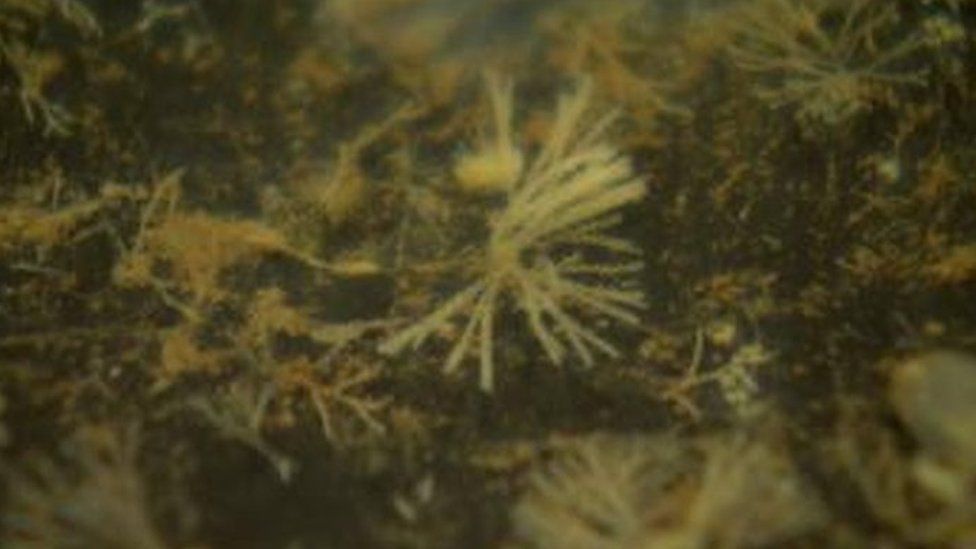 Do we need to wipe out clingons? - BBC News