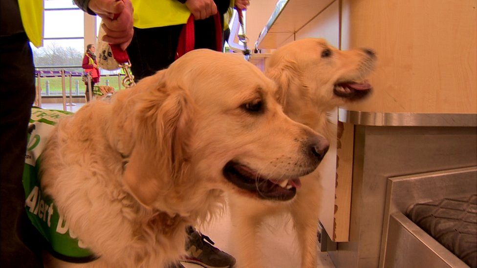 Canine angels earn their wings at Belfast City Airport - BBC News