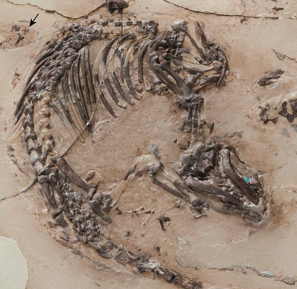 'Cute ancient furball' fossil unearthed - BBC News