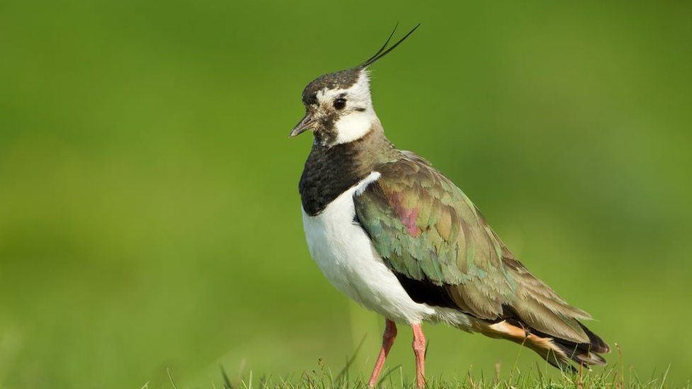 Ospreys: First breeding pair in Ireland for centuries - BBC News