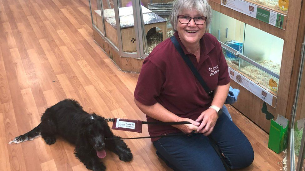 Shortage of hearing dog volunteers in North East says charity - BBC News