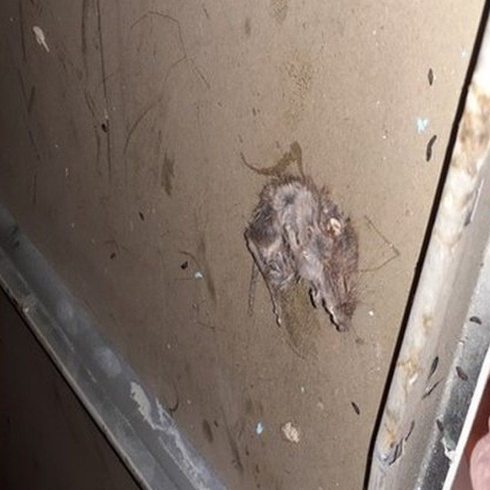 Banbury mouse-infested takeaway fined almost £200,000 - BBC News