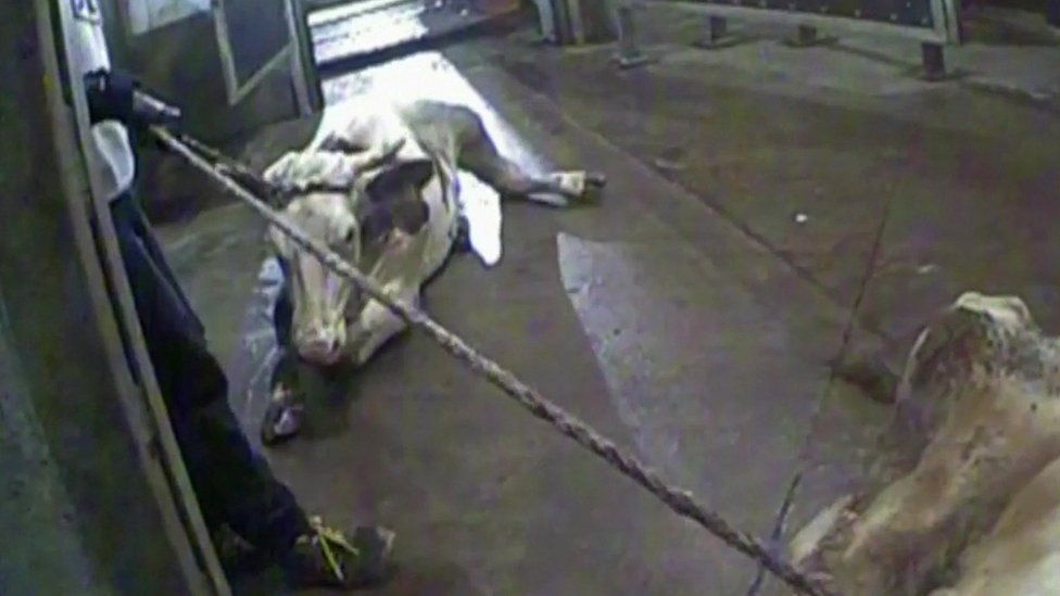 Beef scare: Polish bad meat spreads to 11 EU states - BBC News