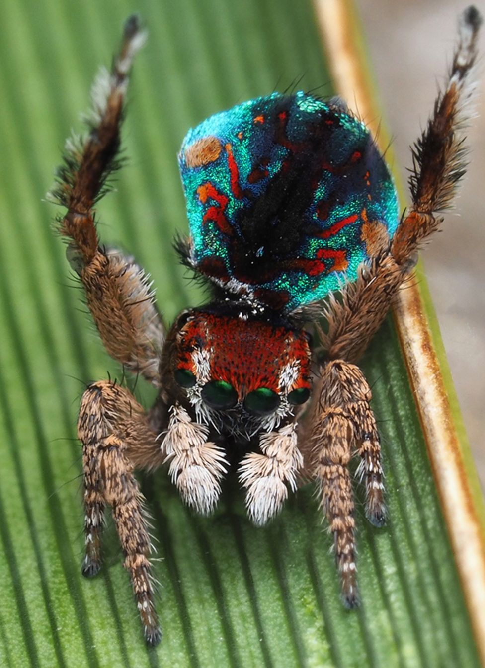 Peacock spiders show more of their colours - BBC News