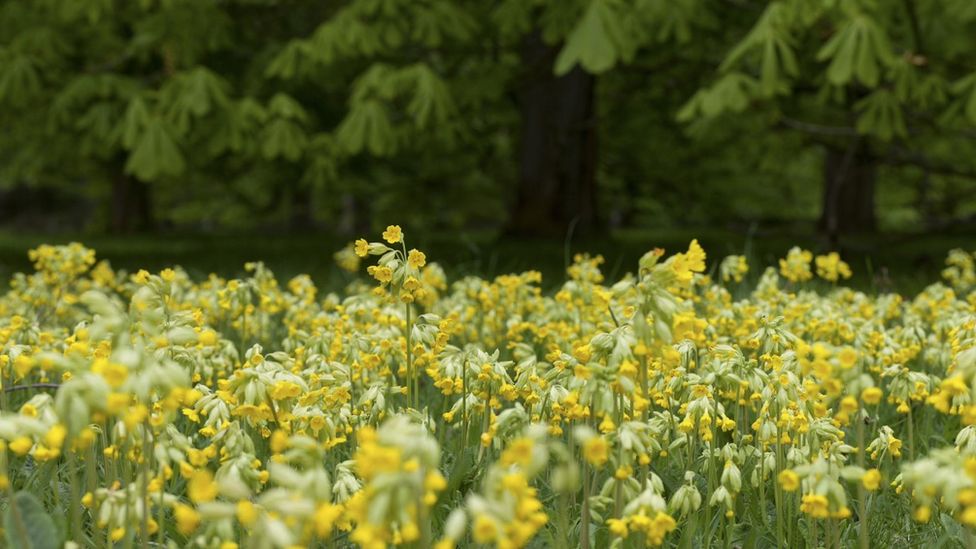 Ten-year anniversary celebrates Coronation Meadow's expansion - BBC News