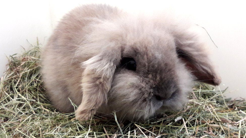 Appeal after rabbit found in plastic bag in ditch in Mintlaw - BBC News