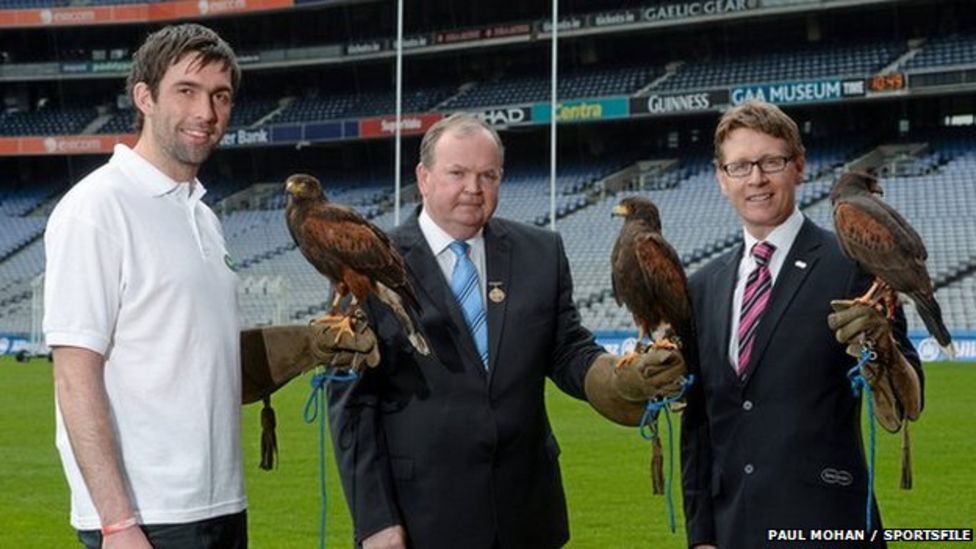 GAA calls in Croke Park hawk to tackle pigeon pitch invasions - BBC News