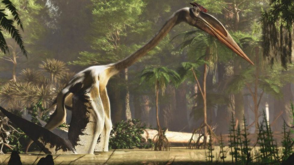 Pterosaurs had feathers that could change colour say experts - BBC ...