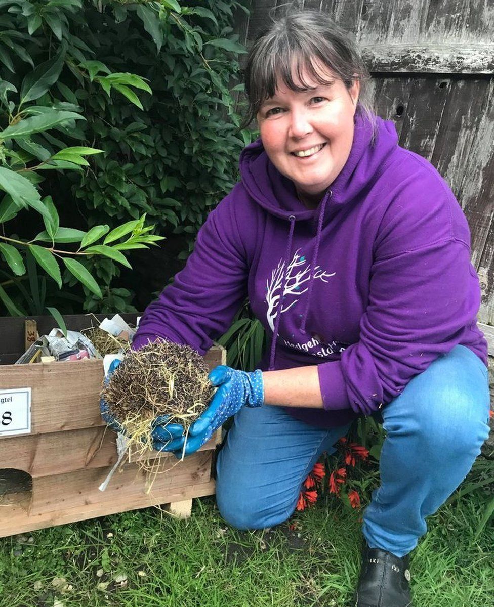 Hedgehog-friendly council developments in Denbighshire backed - BBC News