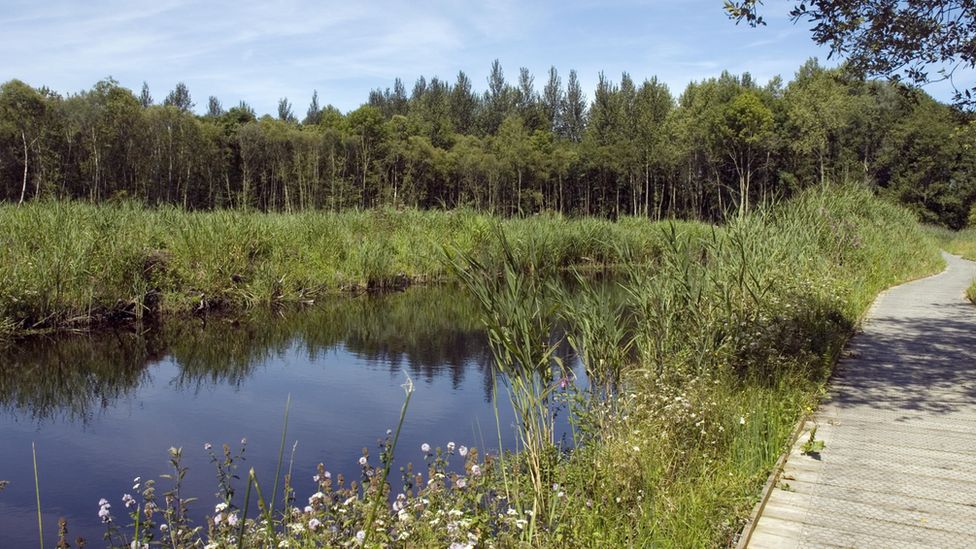 Protest at Hawk and Owl Trust nature reserve over management - BBC News
