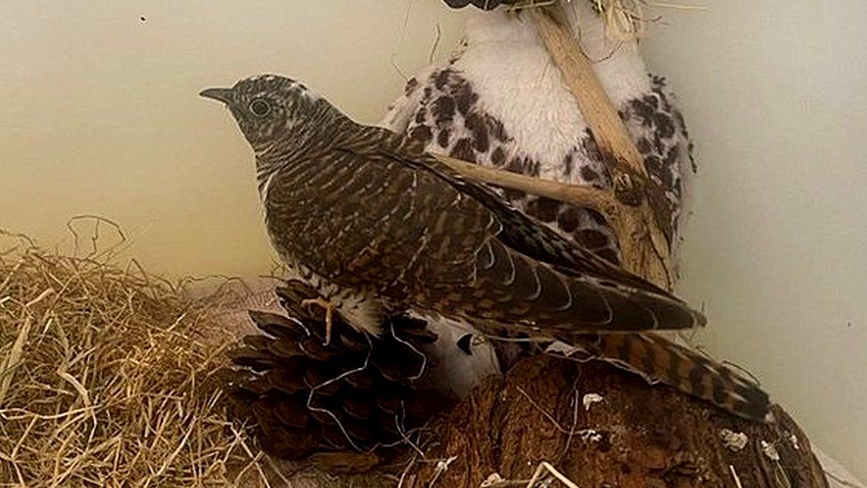 Stray parrot in Guernsey unclaimed for more than five weeks - BBC News