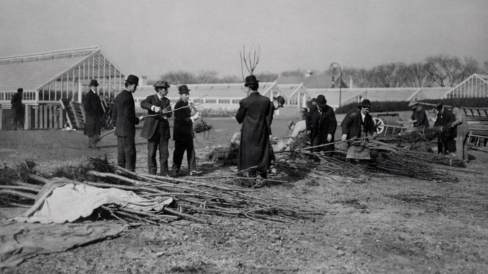 In Pictures: 100 years of Washington cherry blossom - BBC News