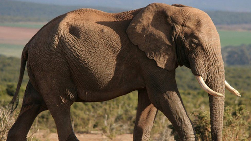 Eliffant, Hitler a beic un olwyn - BBC Cymru Fyw