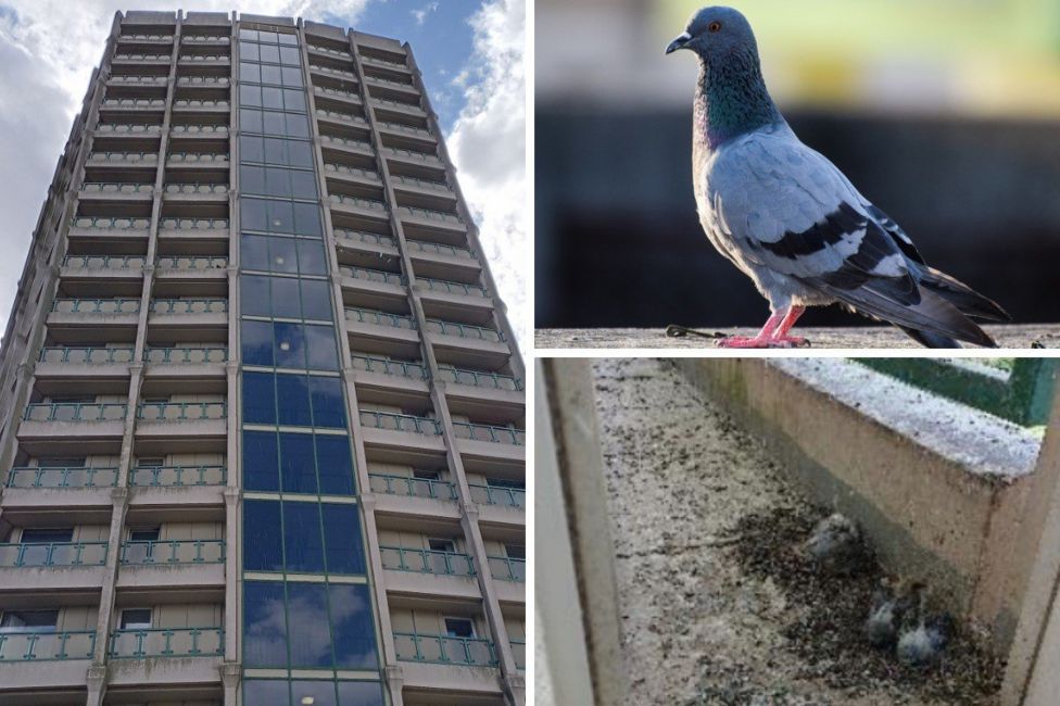 Bracknell's Point Royal Grade-II tower block in bird poo crisis - BBC News