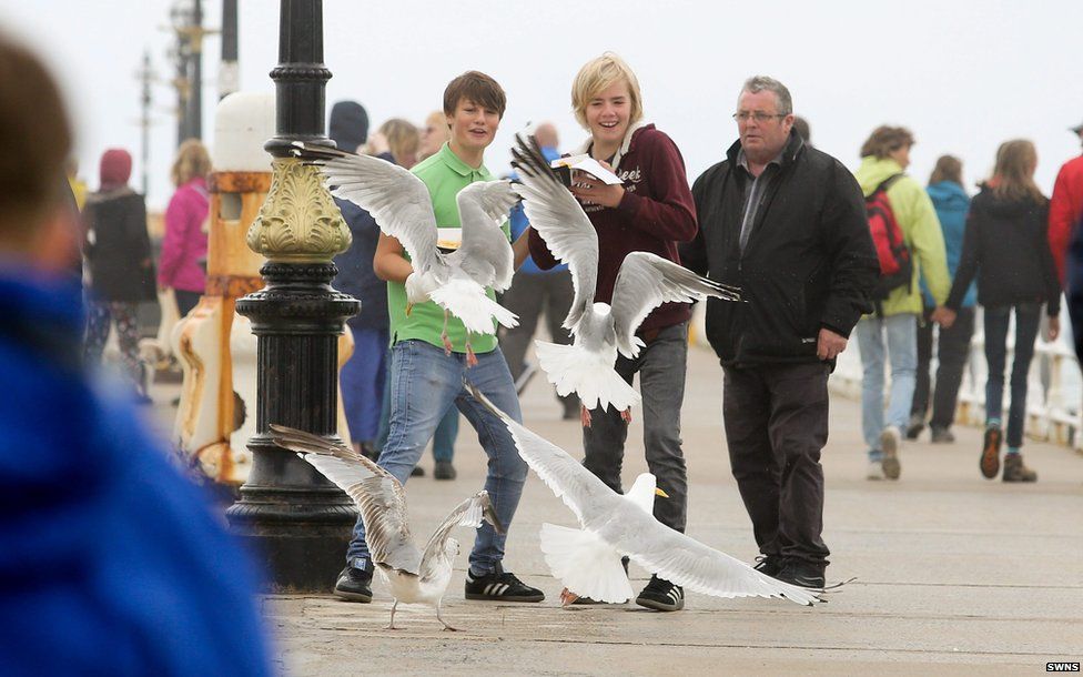 'Gull running' craze sweeps UK seaside towns from Whitby to Newquay ...