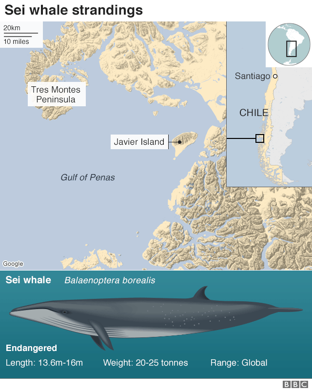 Satellites to monitor whale strandings from space - BBC News