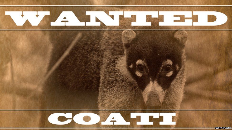 Europe's most wanted list (of animals) - BBC News