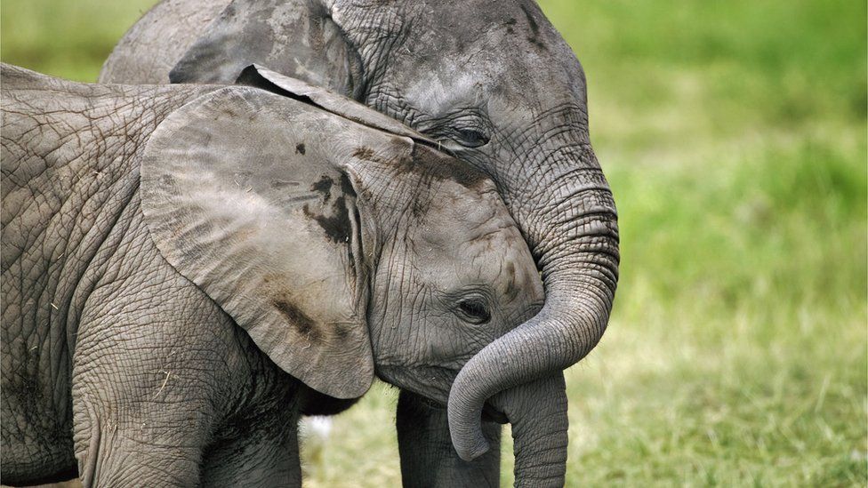 Elephant dictionary created to help understand the gentle giants - BBC ...