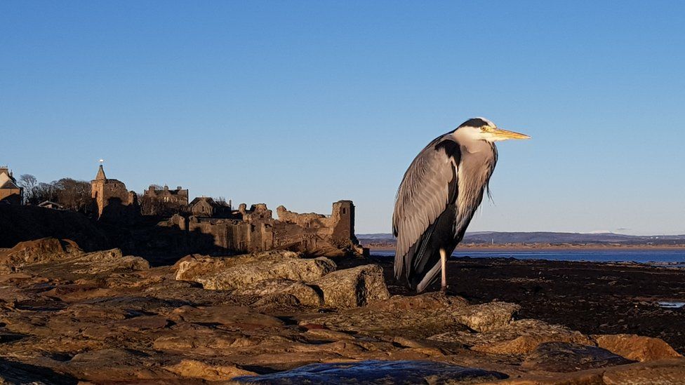 Your pictures of Scotland: 11 January - 18 January - BBC News