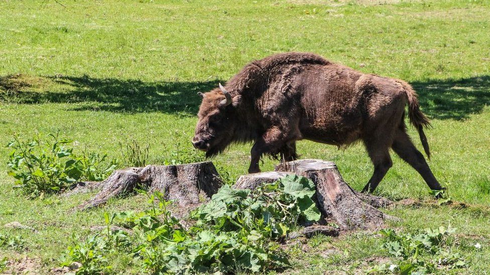 UK Wildlife: European bison are coming to the UK - BBC Newsround