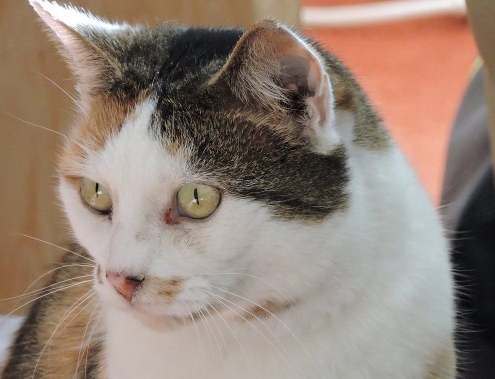 'Croydon cat killer': Animals lured with raw chicken, vet says - BBC News