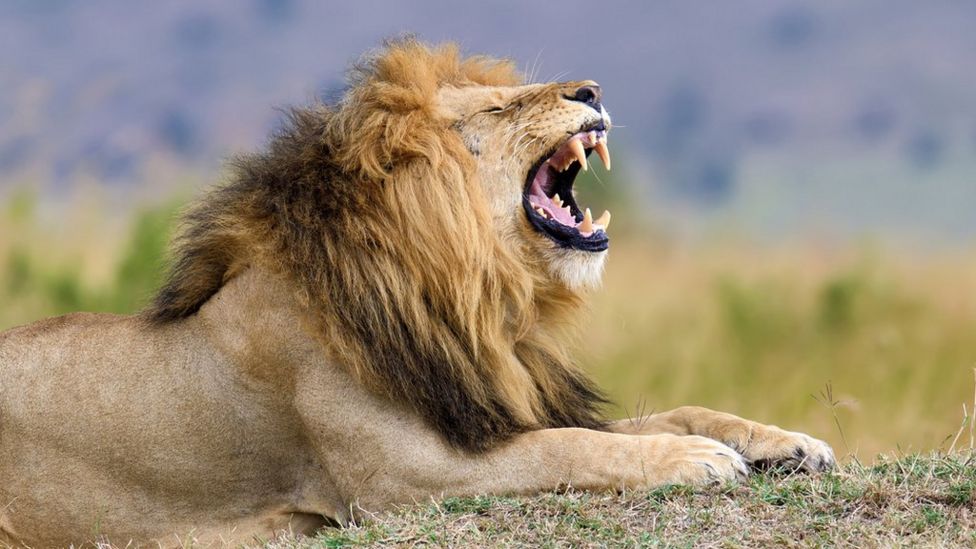 World Lion Day: Top 5 facts about the King of the Jungle - BBC Newsround