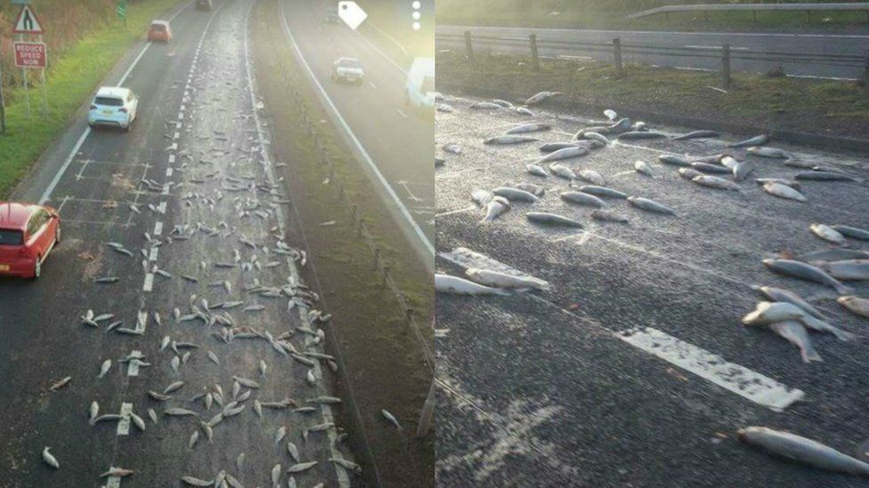 Van sheds load of fish over Scottish road - BBC Newsround