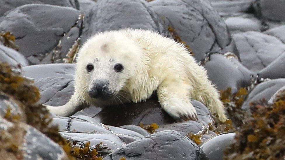 Farne Islands seal pup census under way - BBC News