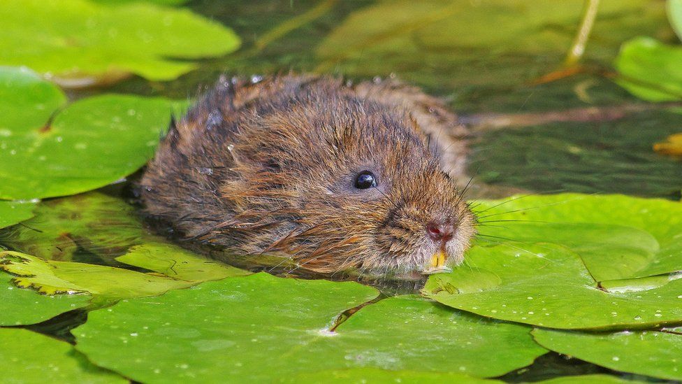 Two new types of mole unearthed in Turkey - BBC Newsround