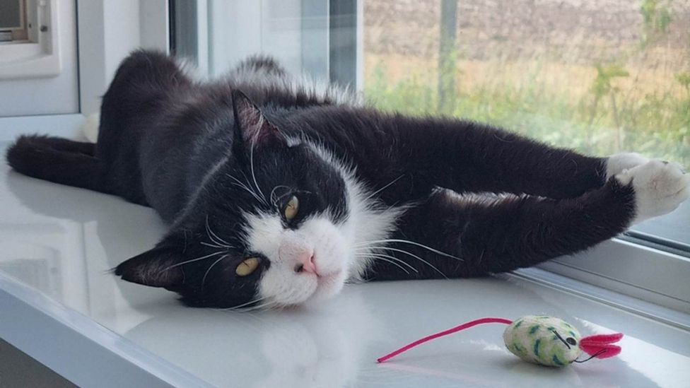 Kempsey RSPCA centre's unprecedented rise in rescue cats - BBC News