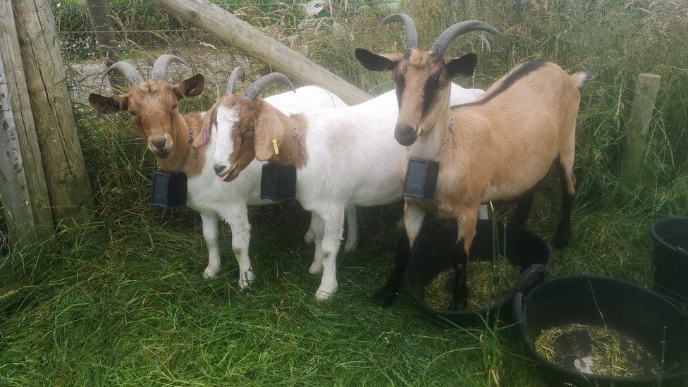 The Northumberland goats with GPS - no kidding - BBC News