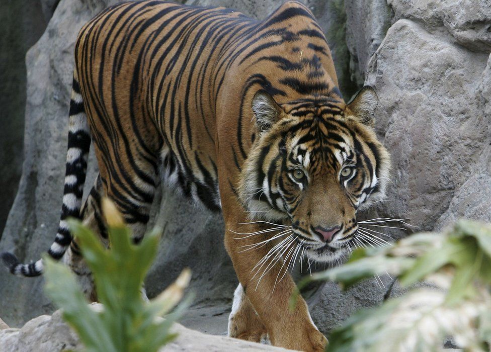 New Zealand zoo killer tiger 'will not be put down' - BBC News